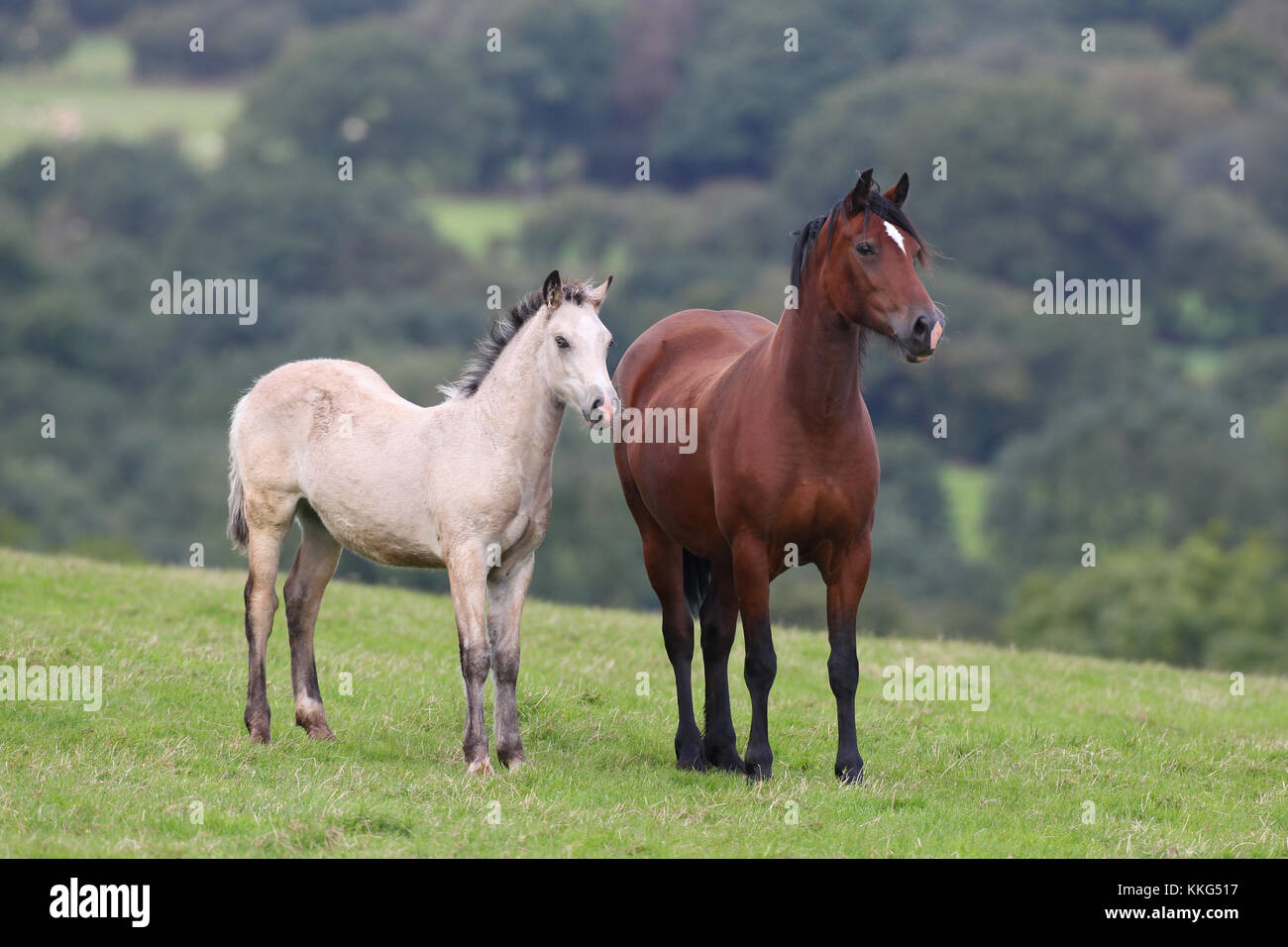Welsh horses hi-res stock photography and images - Alamy
