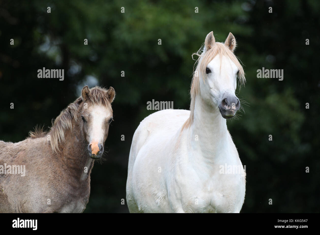 Welsh Section B Mare And Foal Stock Photo - Alamy