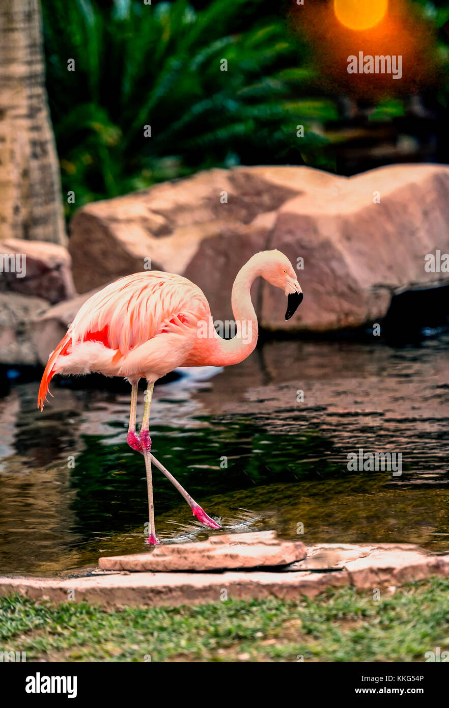 Pink flamingo at sunset hi-res stock photography and images - Alamy