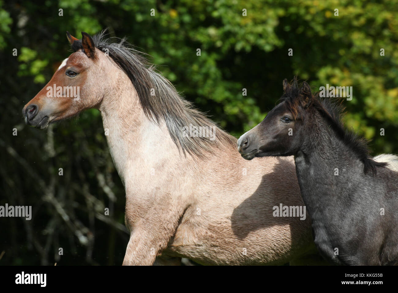 Welsh Mare And Foal High Resolution Stock Photography and Images - Alamy