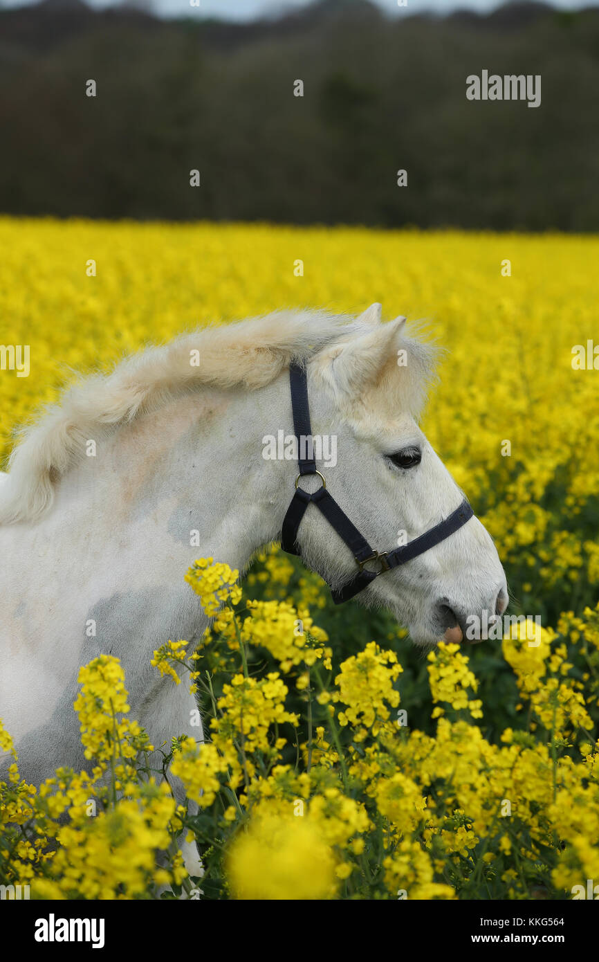 White welsh pony hi-res stock photography and images - Alamy