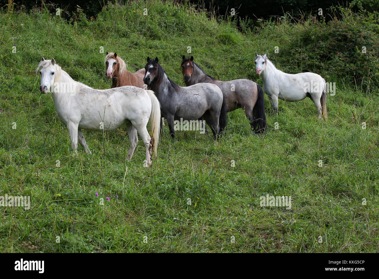 Welsh field hi-res stock photography and images - Alamy