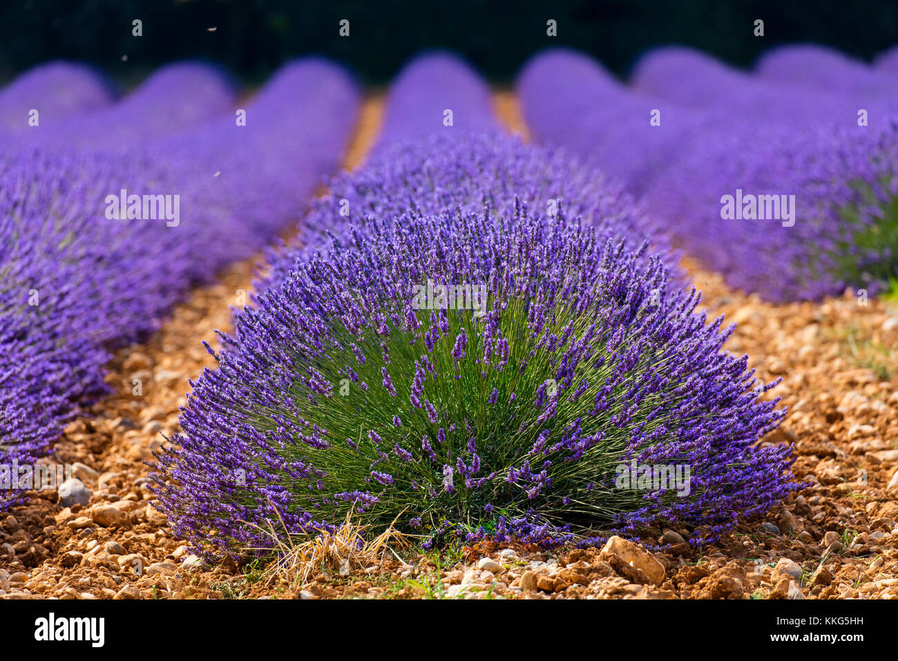 Lavender (lavandin) fields, Valensole Plateau, Alpes Haute Provence ...