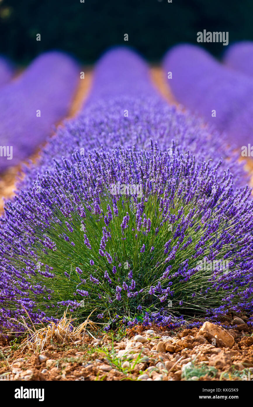 Lavender (lavandin) fields, Valensole Plateau, Alpes Haute Provence ...