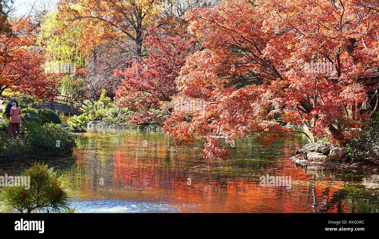 Japanese maple trees turning red in the fall Stock Photo - Alamy