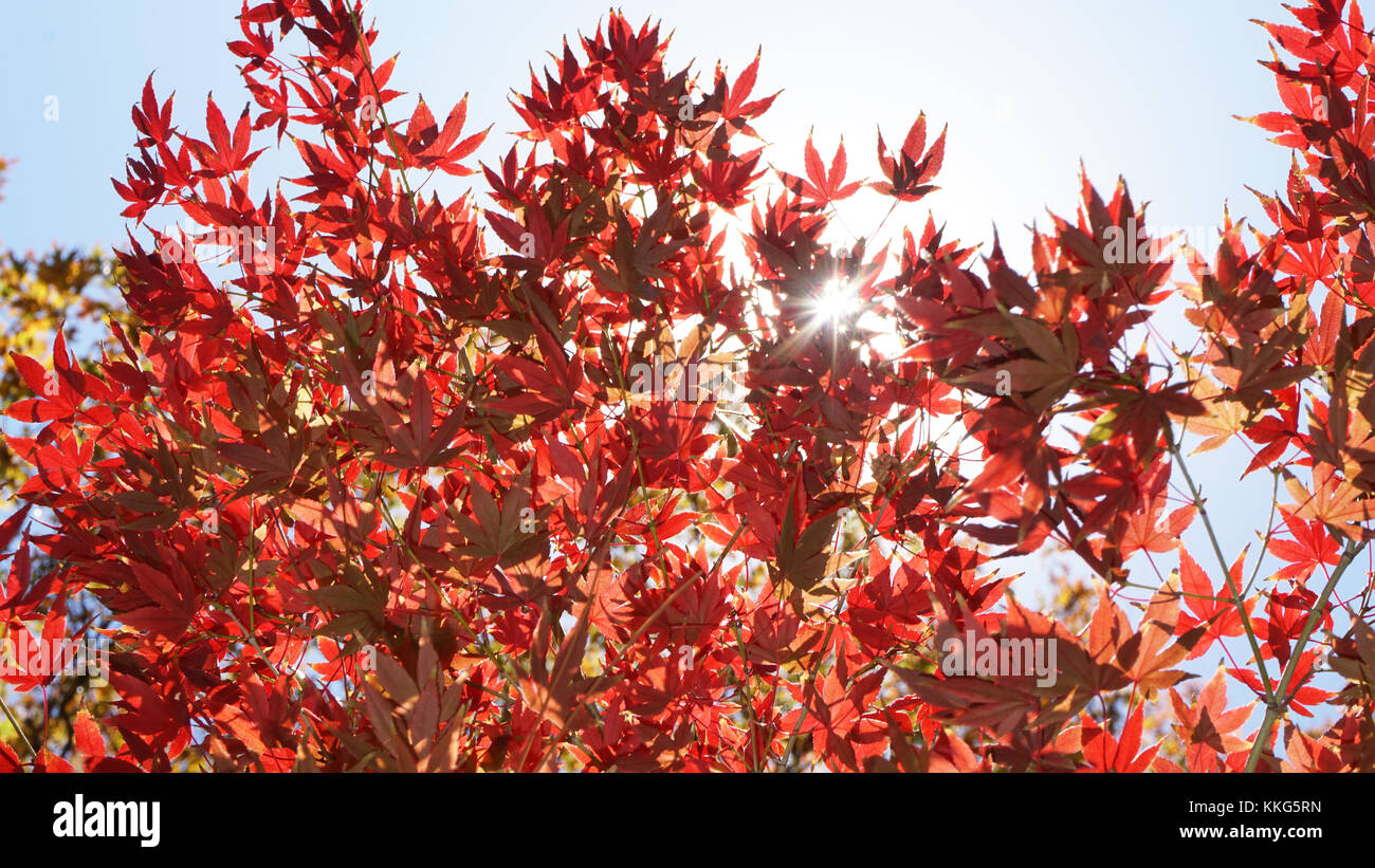 Japanese maple trees turning red in the Fall Stock Photo - Alamy