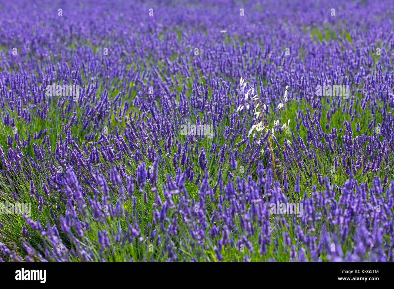 Lavender (lavandin) fields, Valensole Plateau, Alpes Haute Provence ...