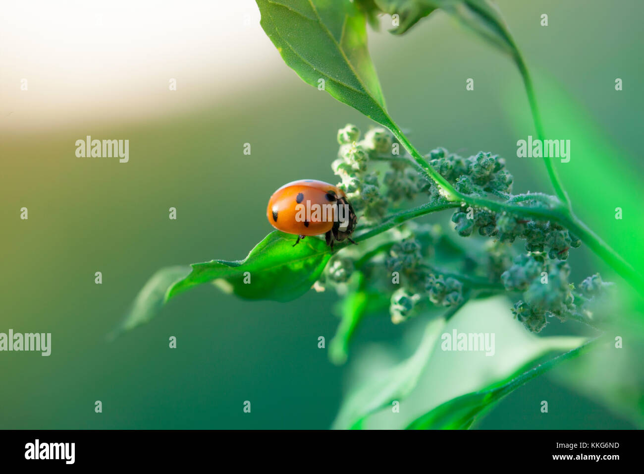 Ladybug for background hi-res stock photography and images - Alamy