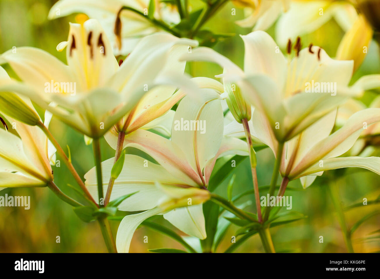 Macro shot of flower. Nature background photography. Closeup photo ...