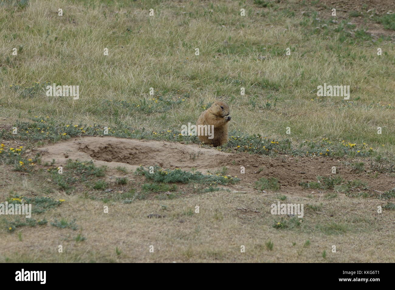 Black Tailed Prairie Dog Eating at Devils Tower National Monument Stock ...
