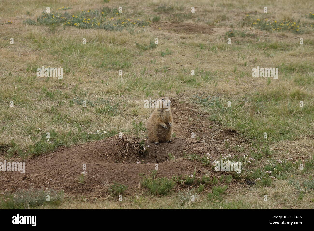 Black Tailed Prairie Dog at Devils Tower National Monument Stock Photo ...