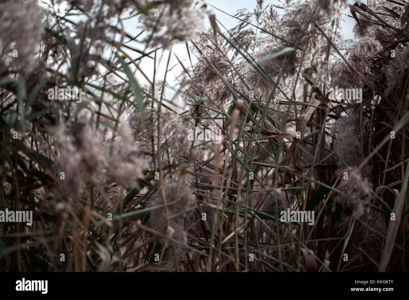Nature background photography. Closeup photo of field Stock Photo - Alamy