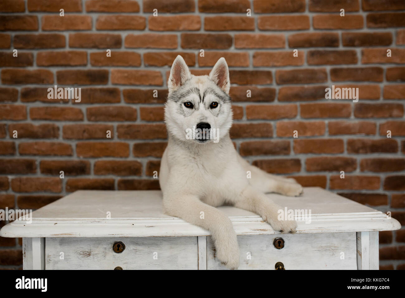 Siberian husky puppy sitting on the furniture. Lifestyle with dog Stock ...