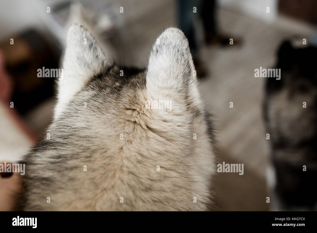 Siberian husky head. Back view. Lifestyle with dog Stock Photo - Alamy