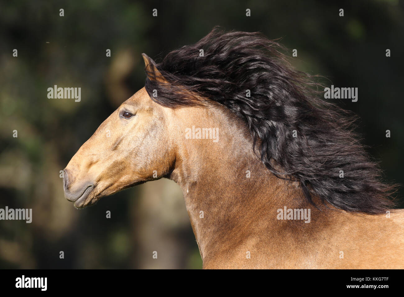 Lusitano High Resolution Stock Photography and Images - Alamy