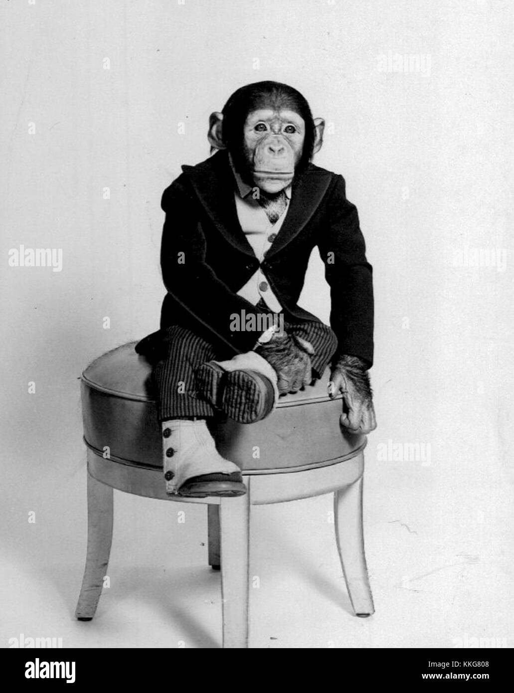 J. Fred Muggs, a famous chimpanzee, was a popular fixture on NBC’s ...