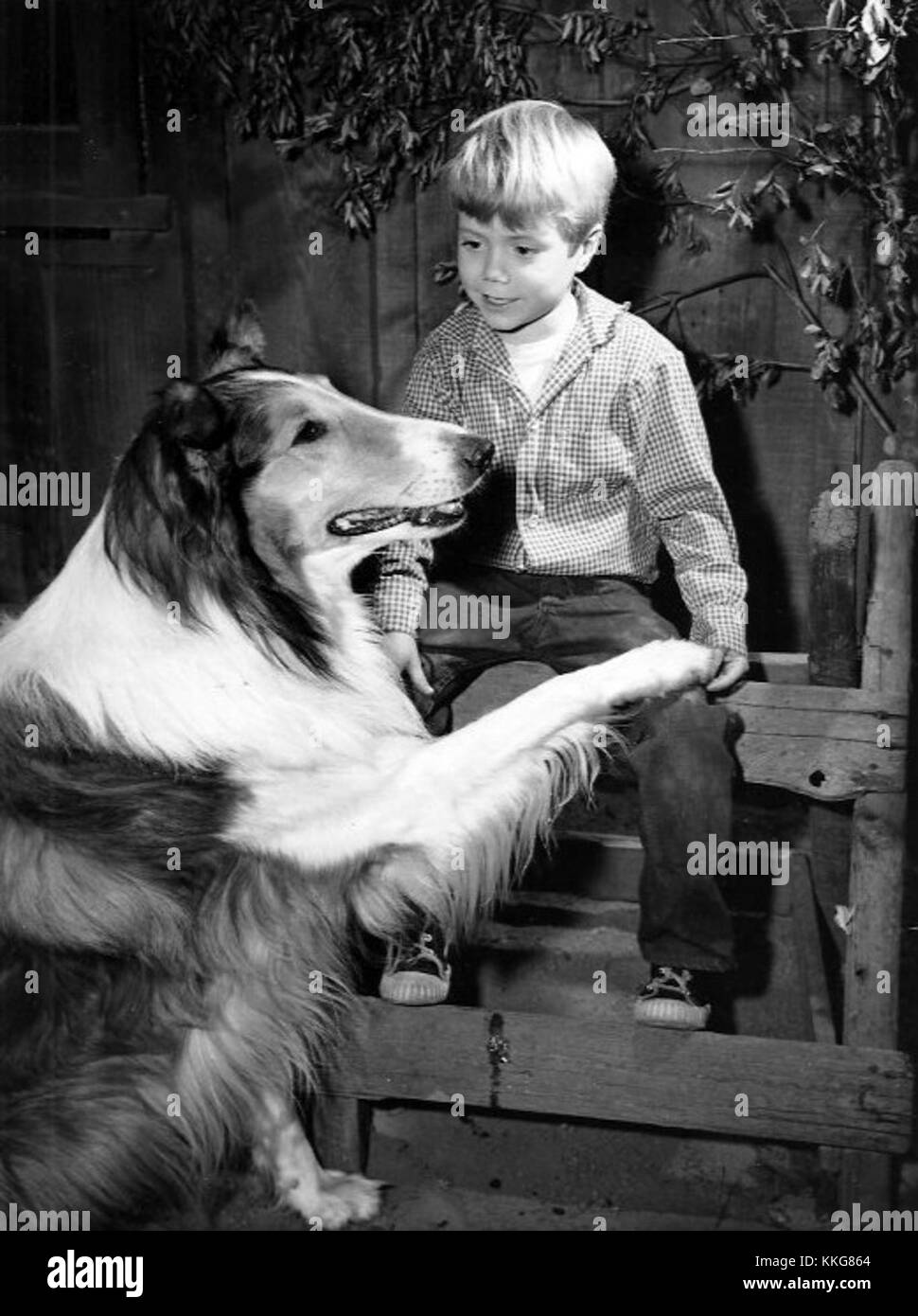 Timmy the dog hi-res stock photography and images - Alamy