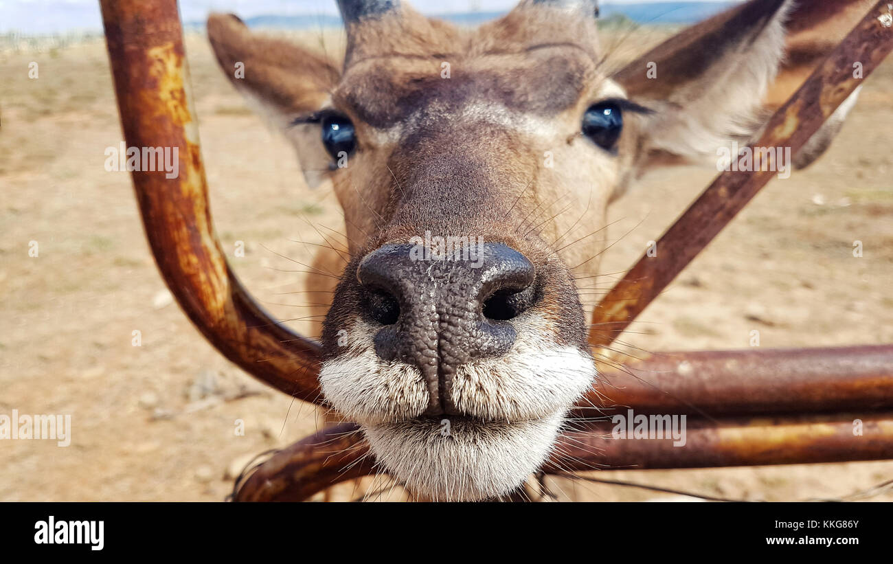 Cute tame young antilope in south africa looks curious through the ...