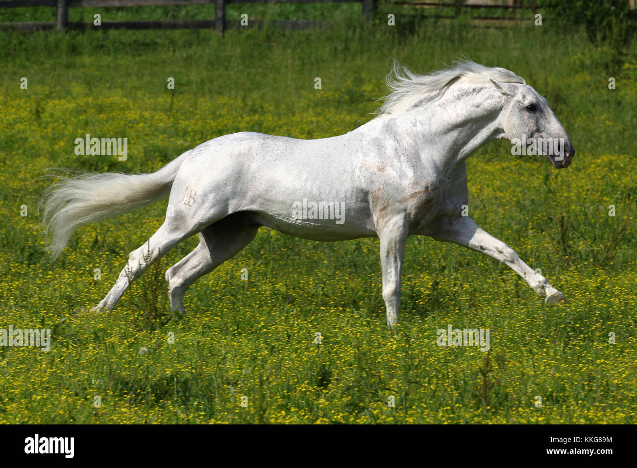 Back Stallion High Resolution Stock Photography and Images - Alamy