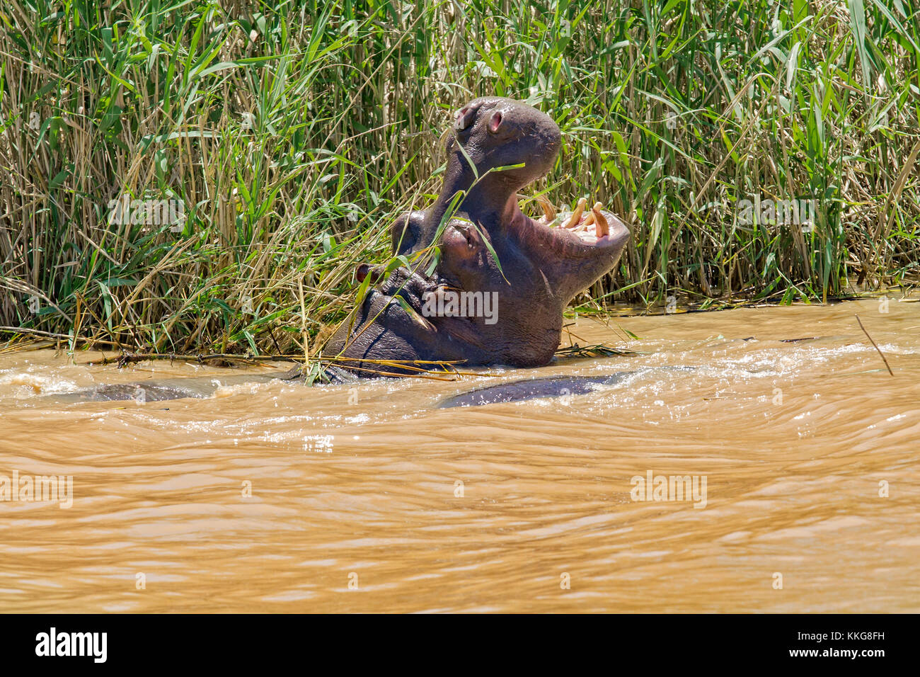 Hippo at the South Africa Garden route near Lake Santa Lucia eating ...