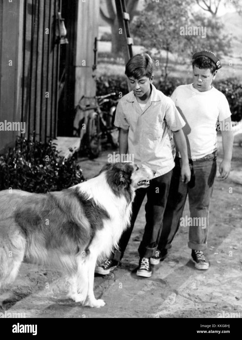 *Lassie*, the famous television dog, is pictured with Tommy Rettig and ...