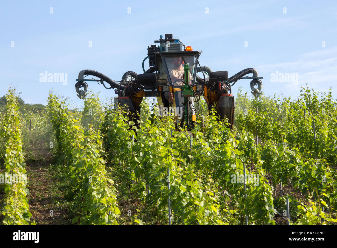Mechanized spraying of a vineyard with insecticide. Near Reims in the ...