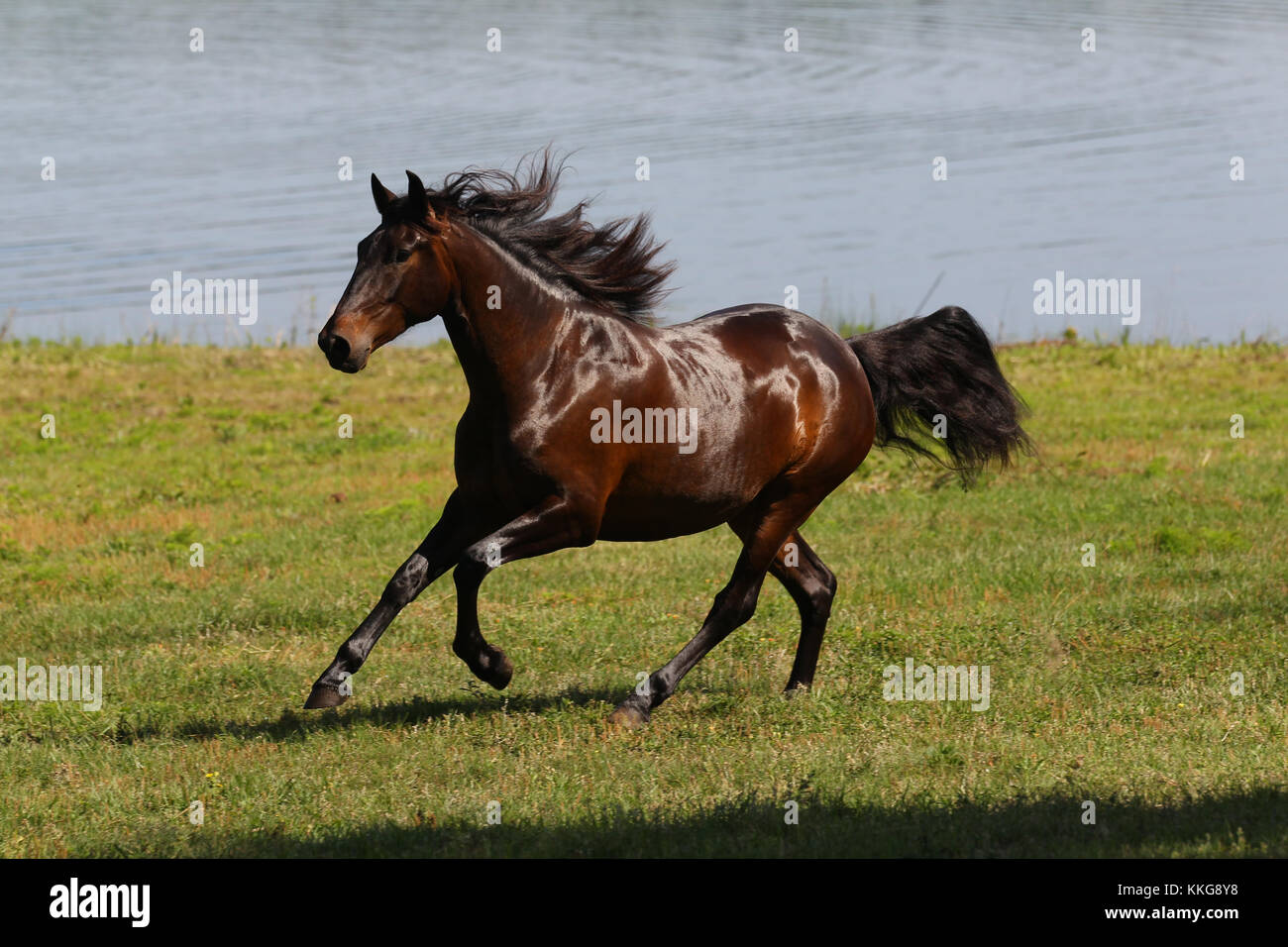 Lusitano mare hi-res stock photography and images - Alamy