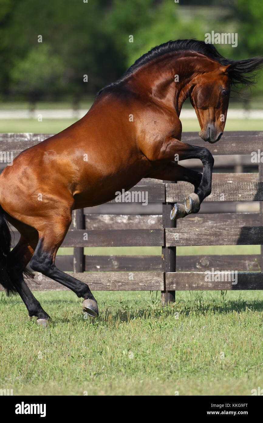 Lusitano Stallion High Resolution Stock Photography and Images - Alamy