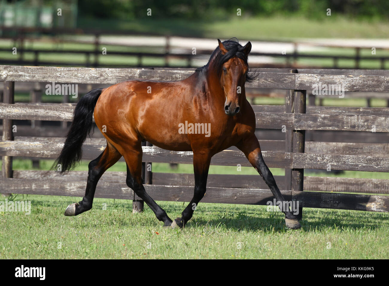 Lusitano Stallion High Resolution Stock Photography and Images - Alamy