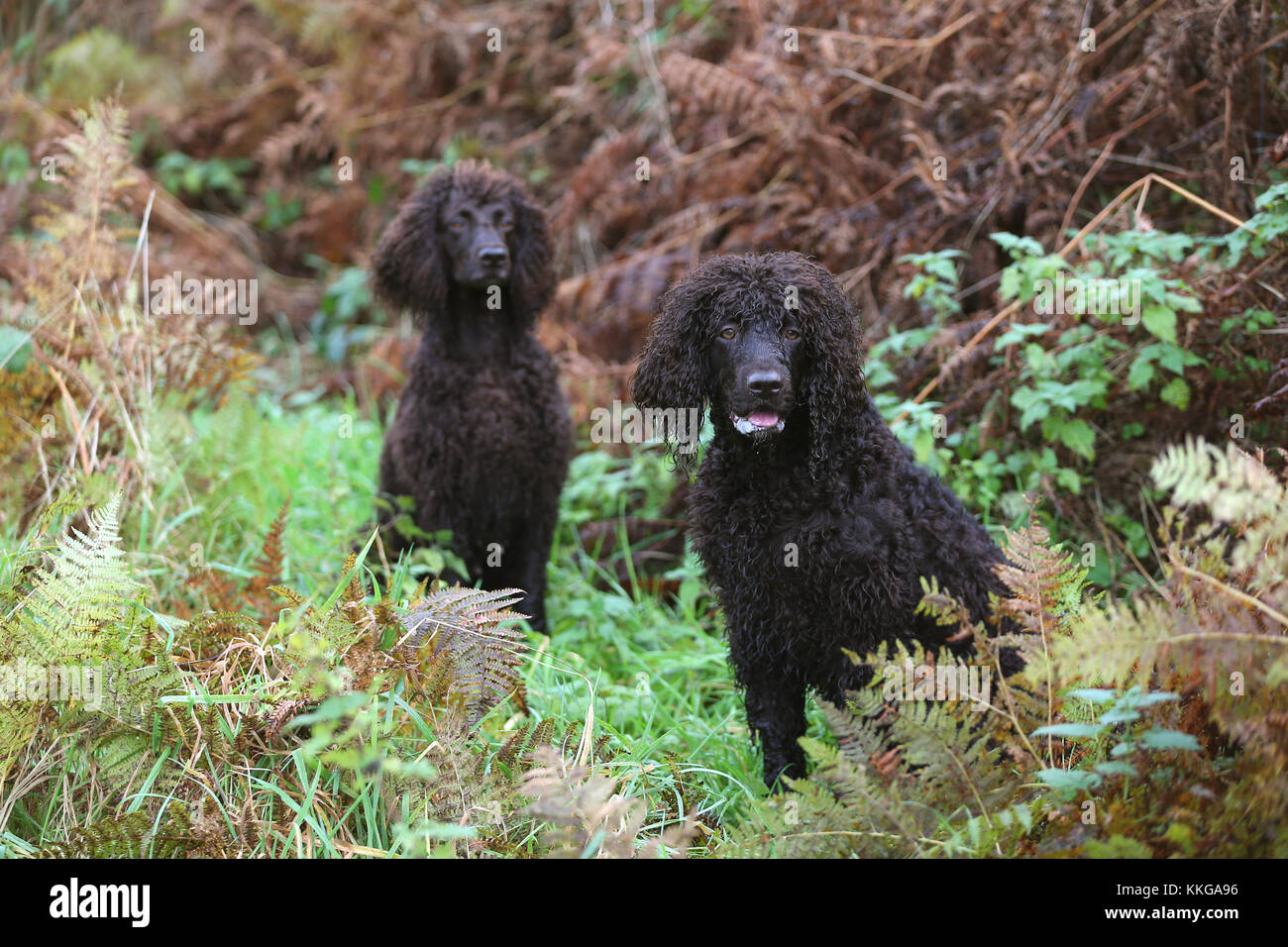 Are Irish Water Spaniel Puppies Lazy