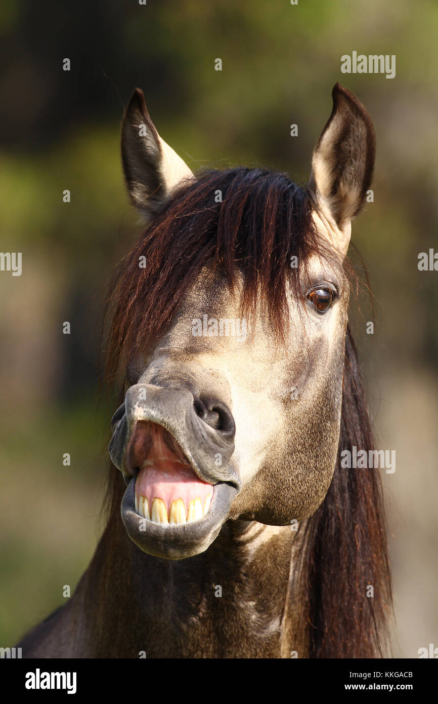 Flehmen horse hi-res stock photography and images - Alamy