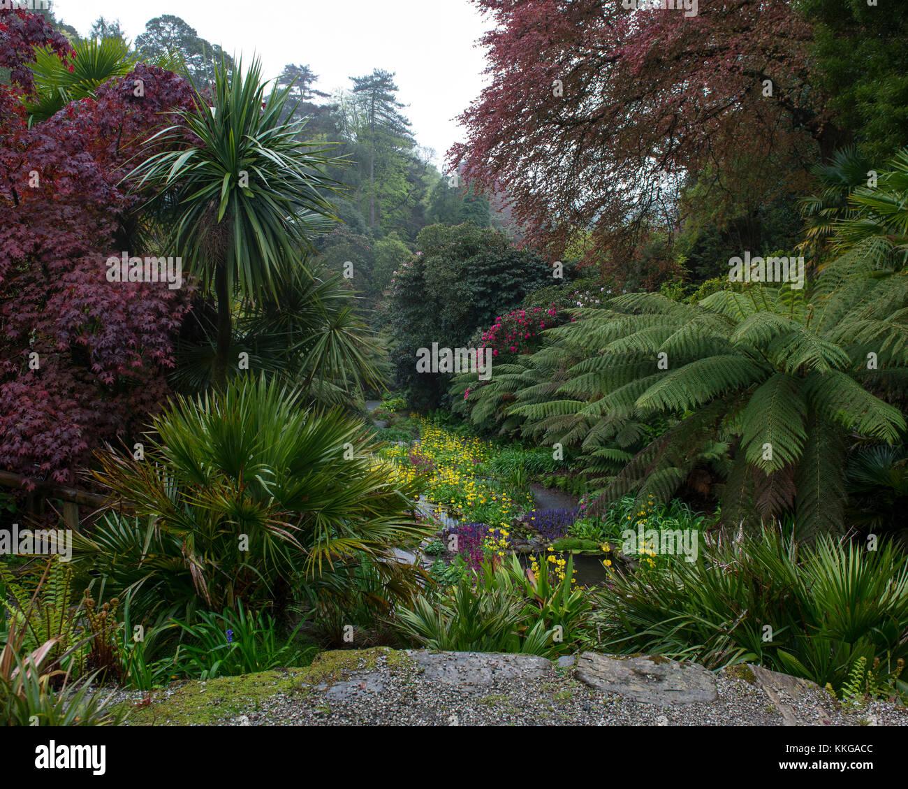 Trebah Garden, Mawnan Smith, Cornwall. England. UK Stock Photo - Alamy