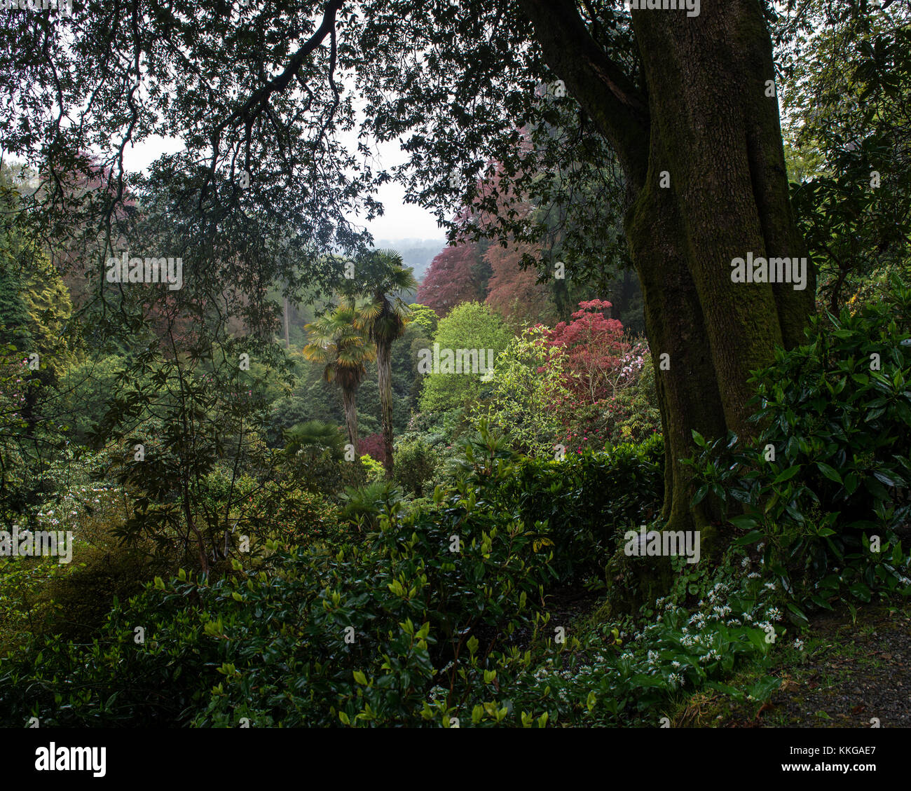 Trebah Garden, Mawnan Smith, Cornwall. England. UK Stock Photo - Alamy