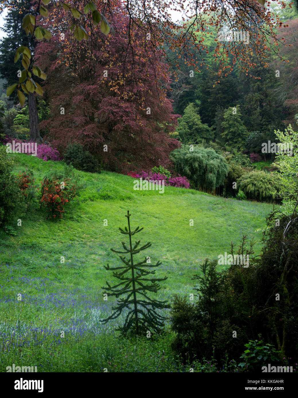 Trebah Garden, Mawnan Smith, Cornwall. England. UK Stock Photo - Alamy