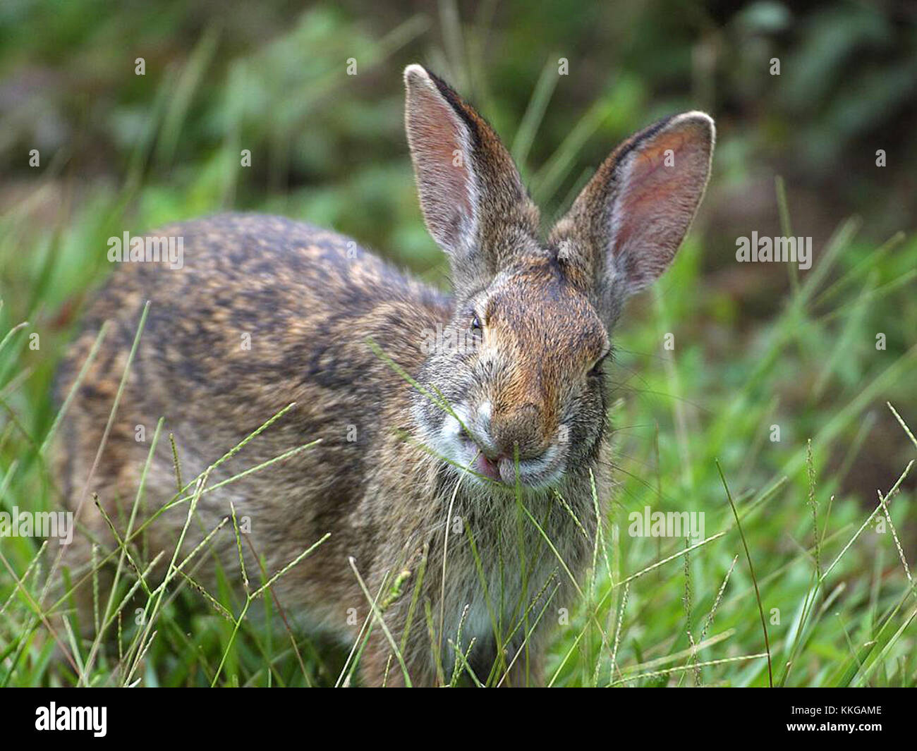 Rabbit Edit refers to the process of making changes or adjustments to ...