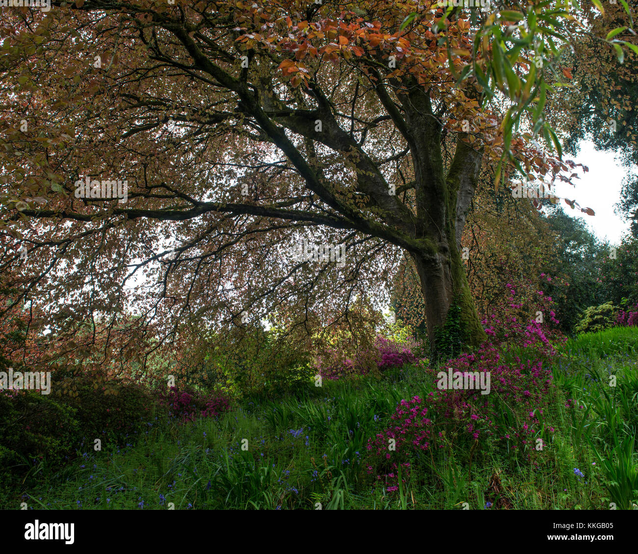 Trebah Garden, Mawnan Smith, Cornwall. England. UK Stock Photo - Alamy