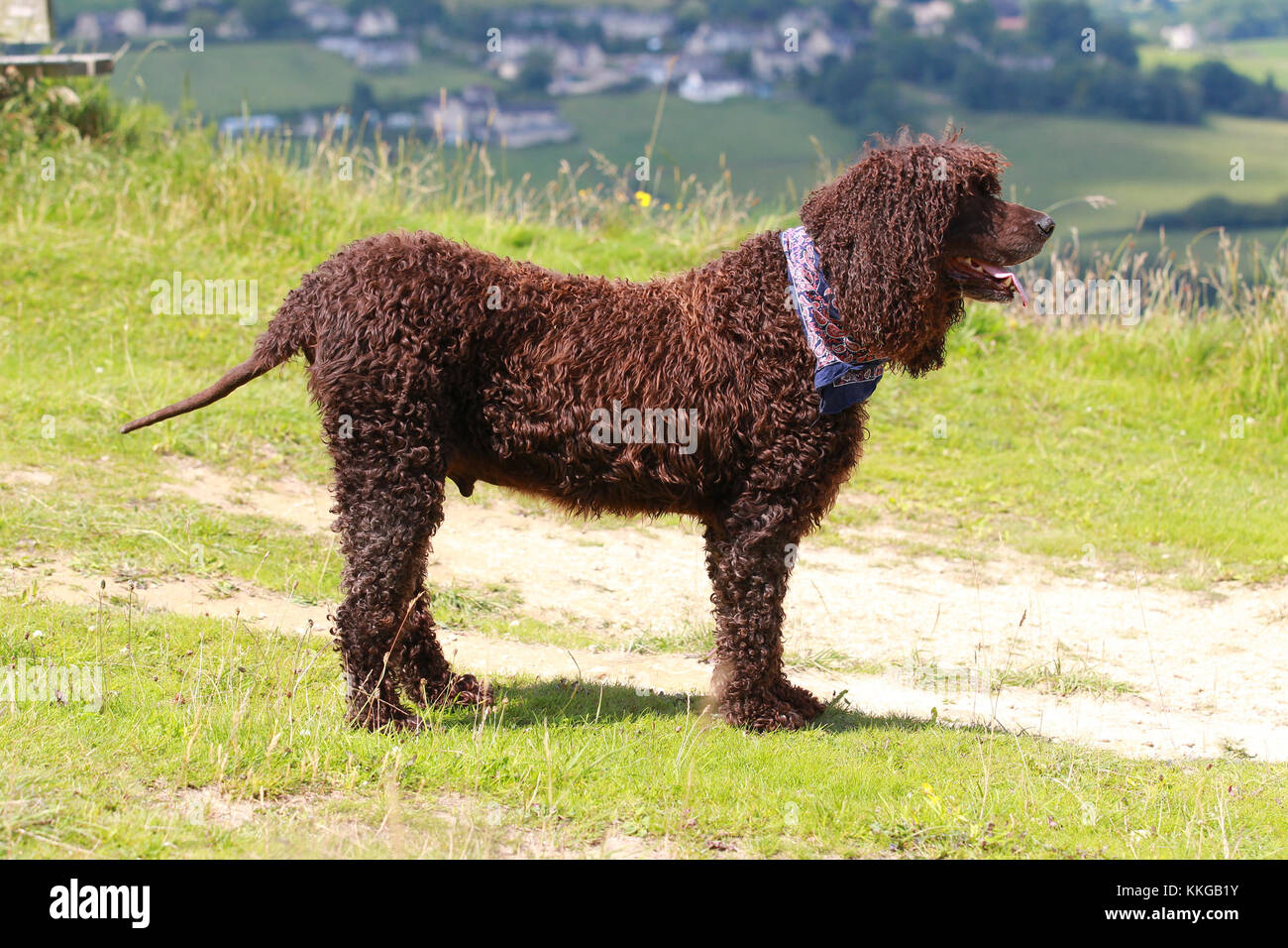 Spaniel Irish Water High Resolution Stock Photography and Images - Alamy
