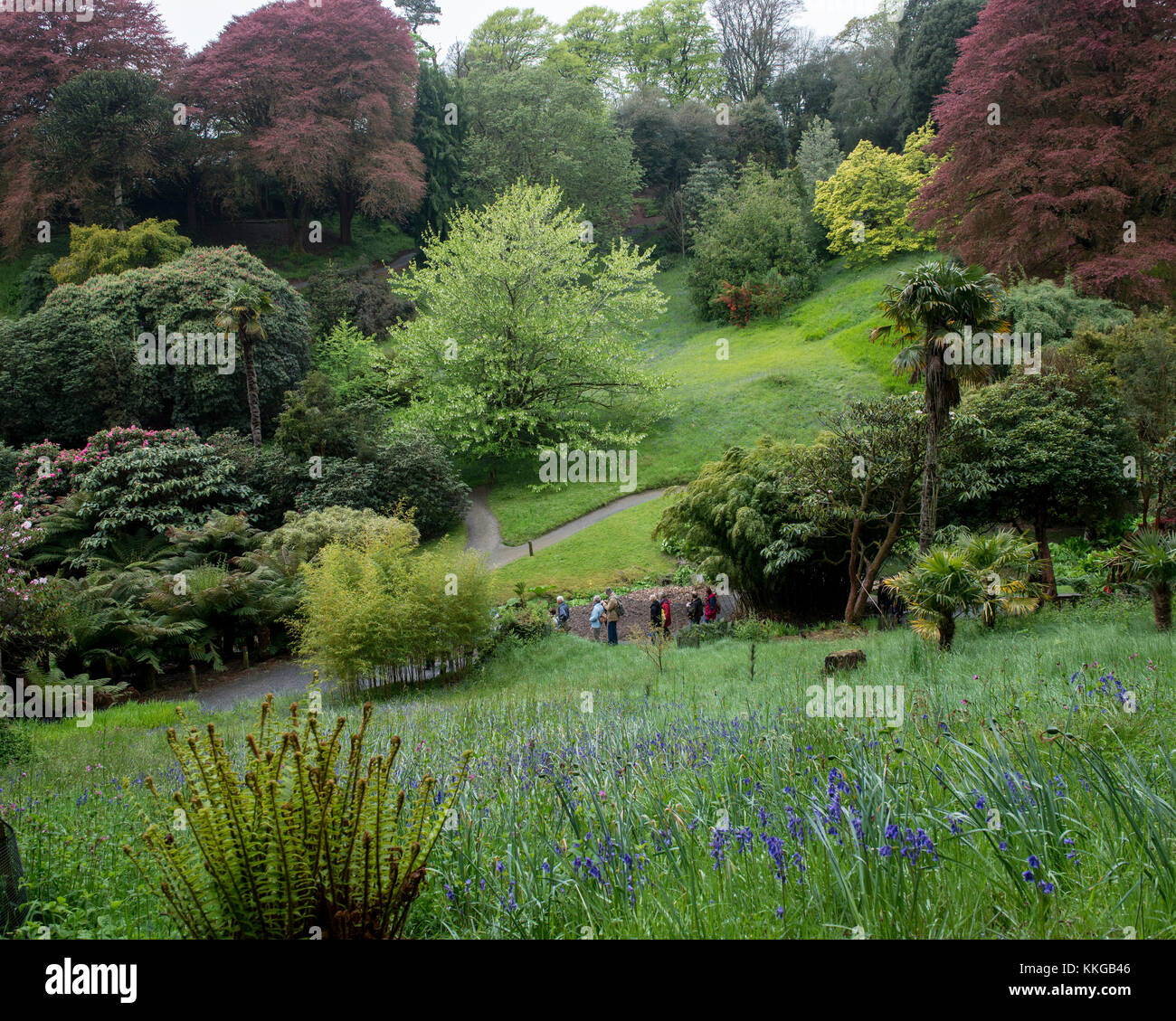Trebah Garden, Mawnan Smith, Cornwall. England. UK Stock Photo - Alamy