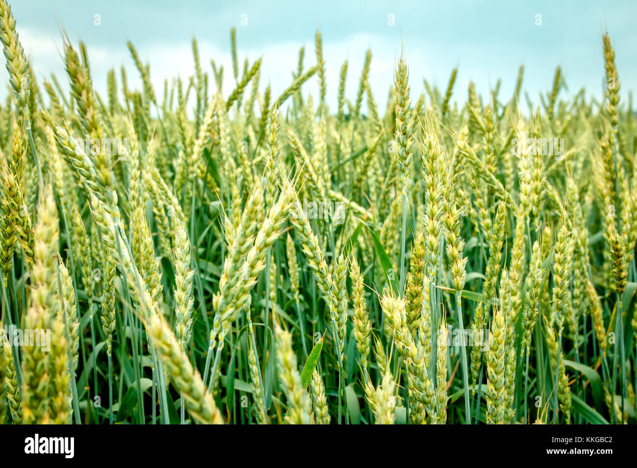 Green wheat field Stock Photo - Alamy