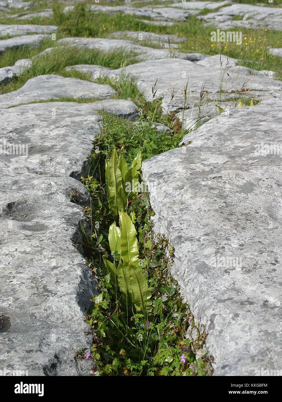The Burren, located in County Clare, Ireland, is a unique karst ...