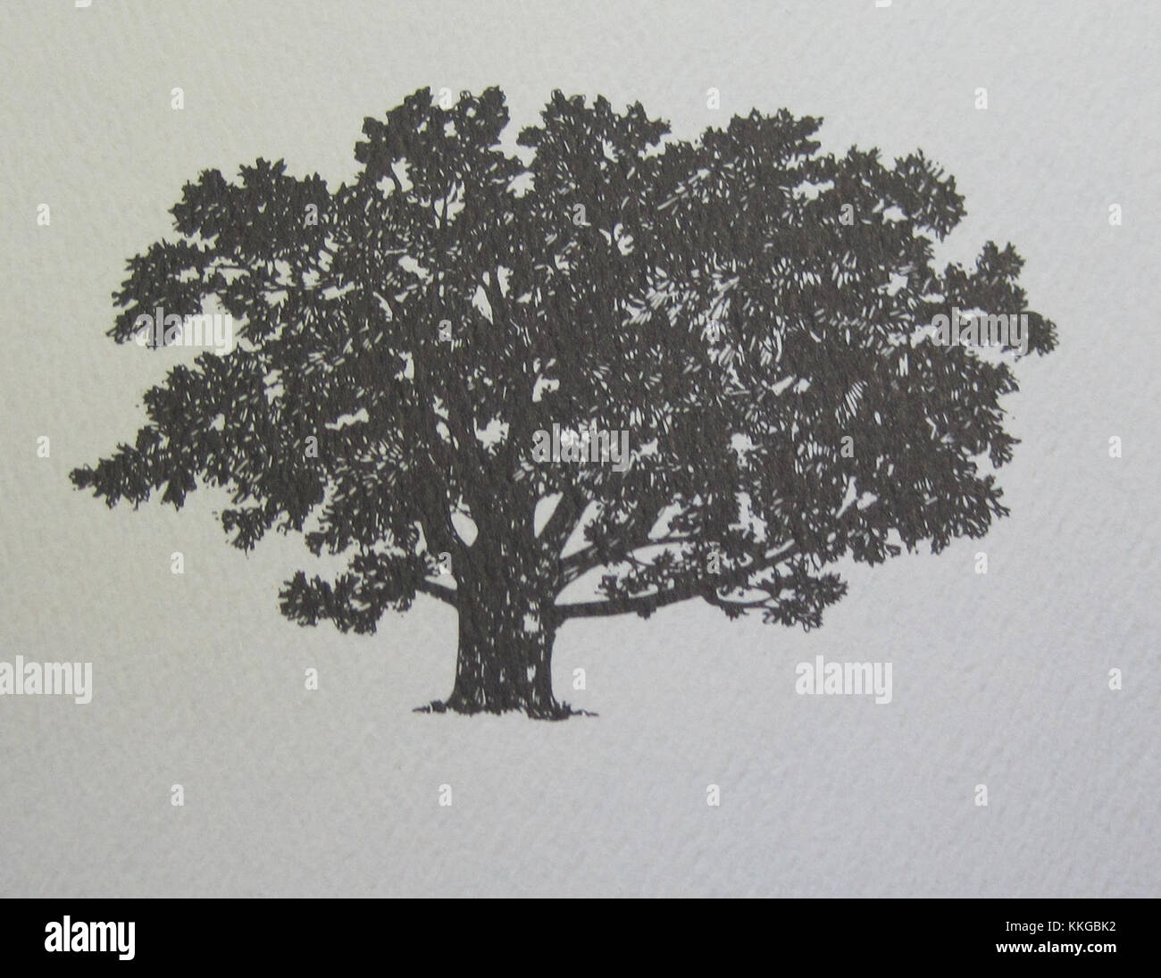 Shimer tree 1973 Stock Photo - Alamy