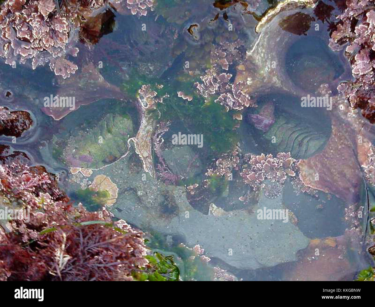 Natural ocean pools tidepools hi-res stock photography and images - Alamy