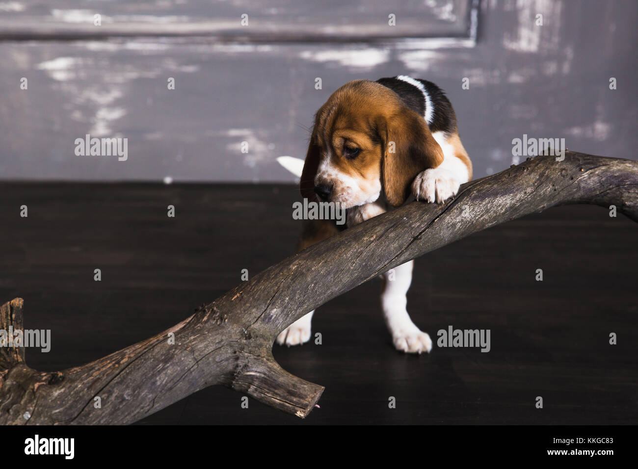 Sad Beagle dog playing with a dry branch. On black floor in front of ...