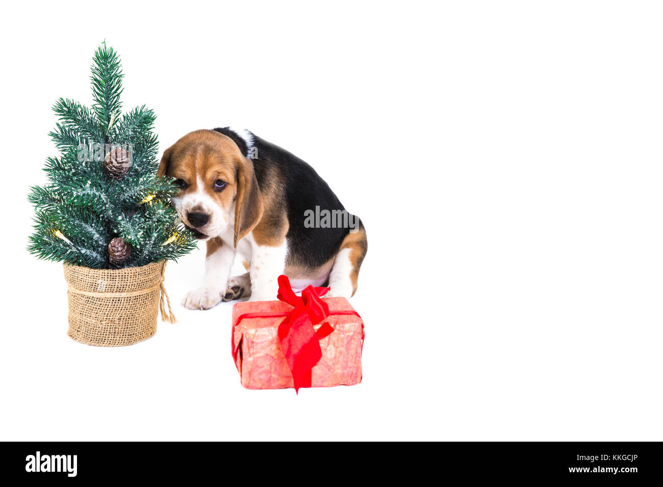 Cute beagle puppy near Christmas tree next to gift in pink box. The ...