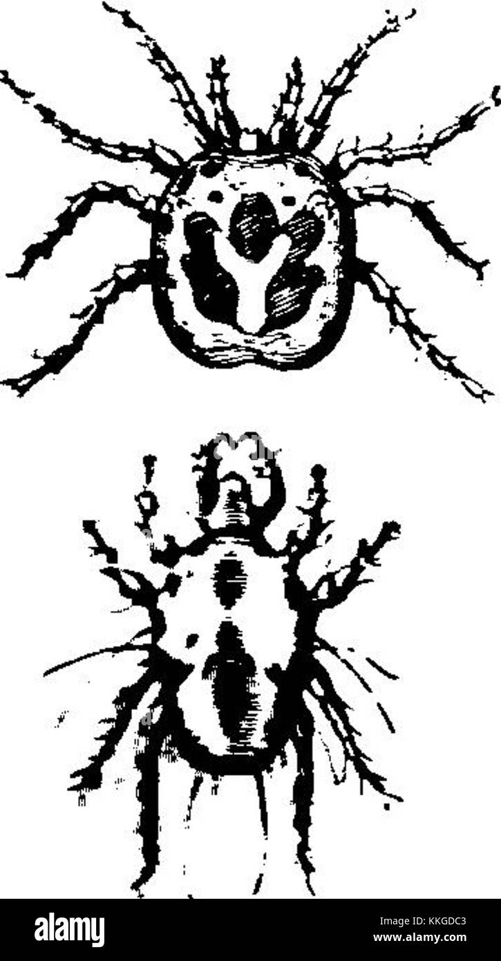 This entry from a 1962 encyclopedia focuses on acarines, a group of ...