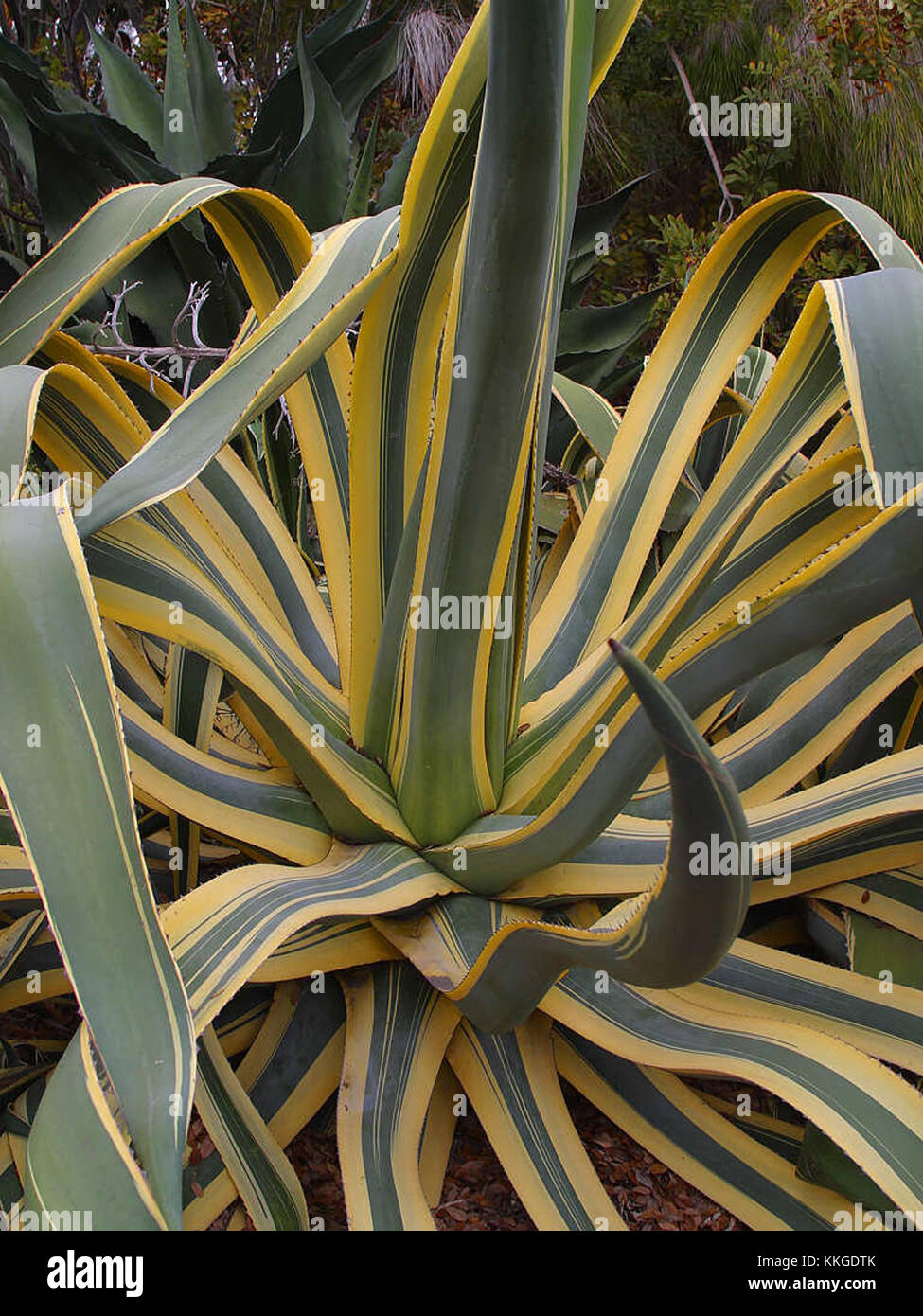 Close-up photograph of Agave americana, commonly known as the century ...