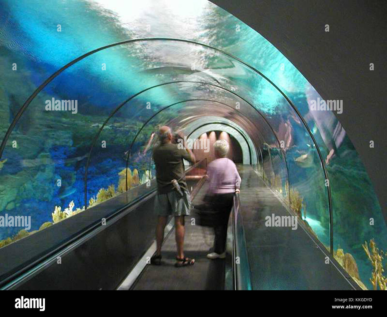 This image, titled 'Sharks 1', is likely a reference to a visual or ...
