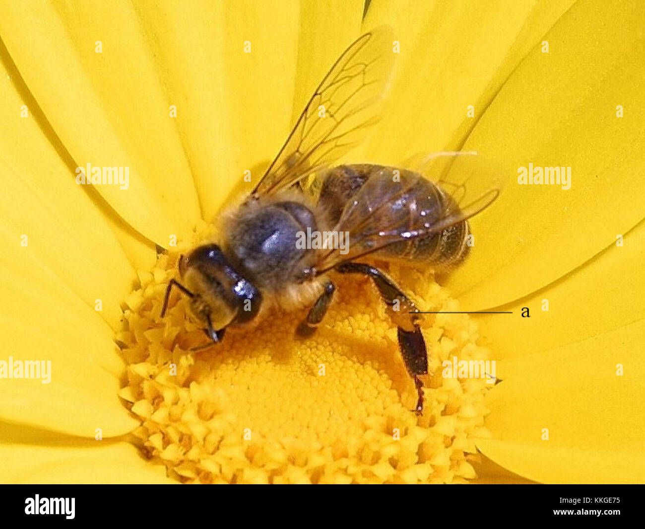 Bee PD foto explained1 Stock Photo - Alamy