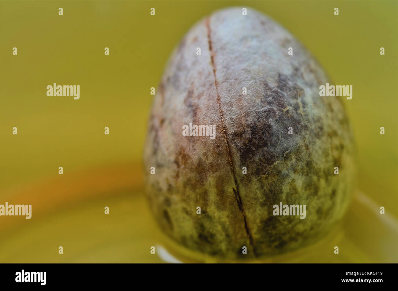 Avocado Stone ready for growing and planting Stock Photo - Alamy