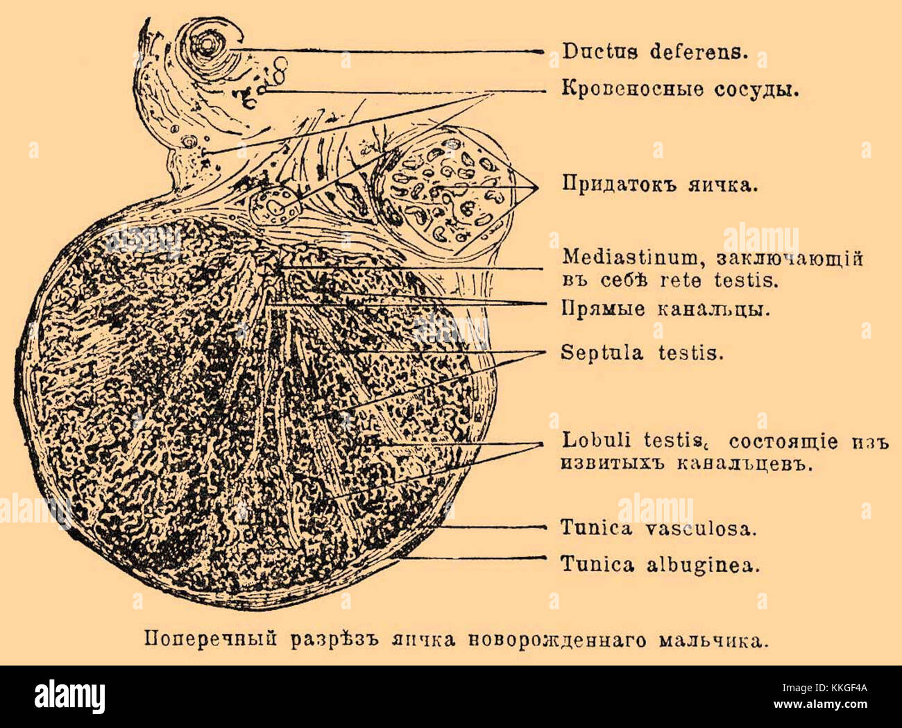 This entry from the Brockhaus and Efron Encyclopedic Dictionary, volume ...